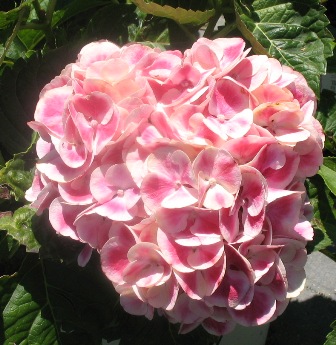 Hydrangea