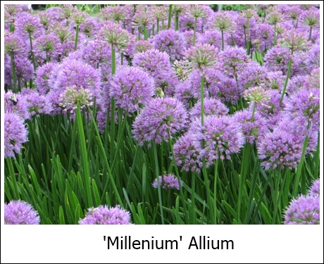 Allium